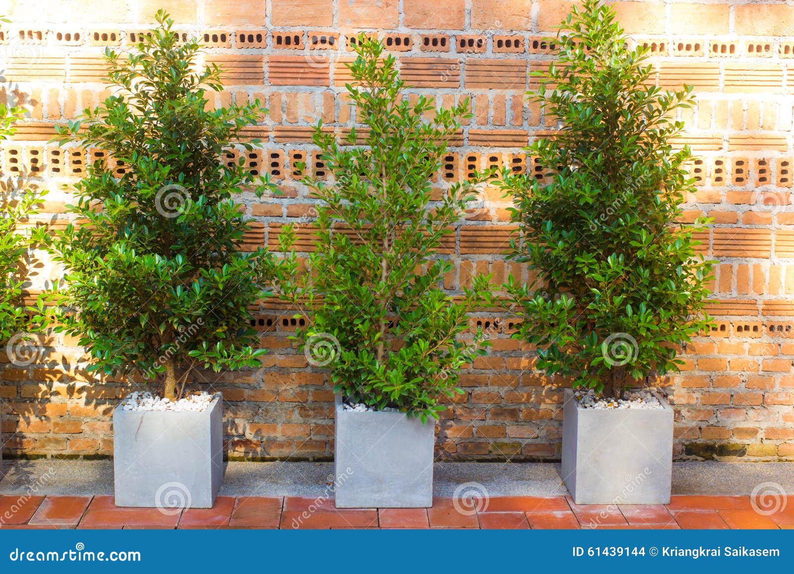 Decorative Tree in House or Work Place Stock Photo - Image of closeup ...