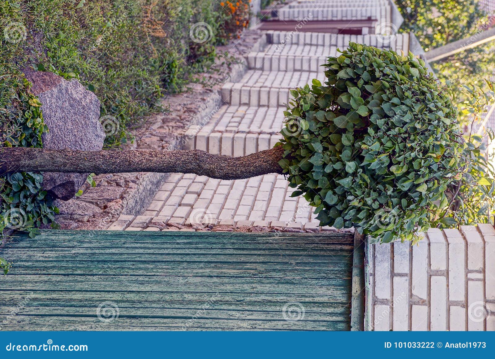 Thin Deciduous Tree with a Round Crown Near the Road Stock Photo ...