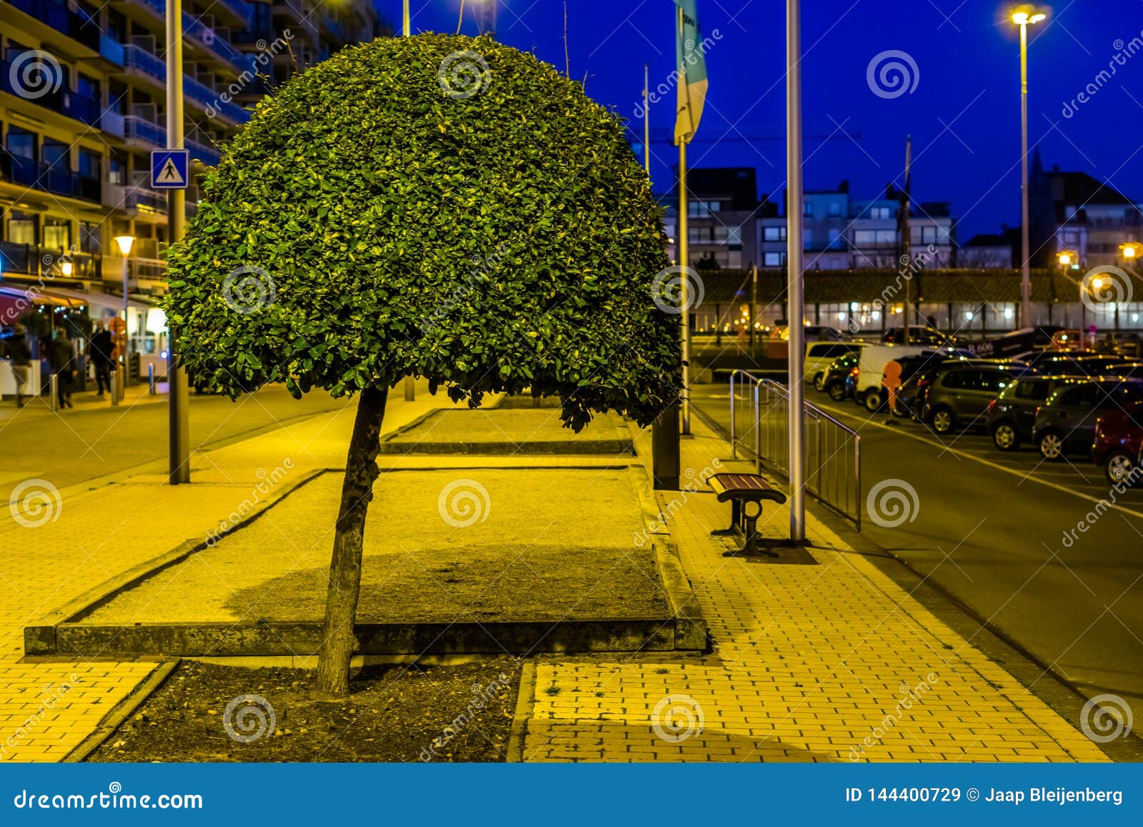 Decorative Tree Pruned a Round Shape, Natural City Decorations ...