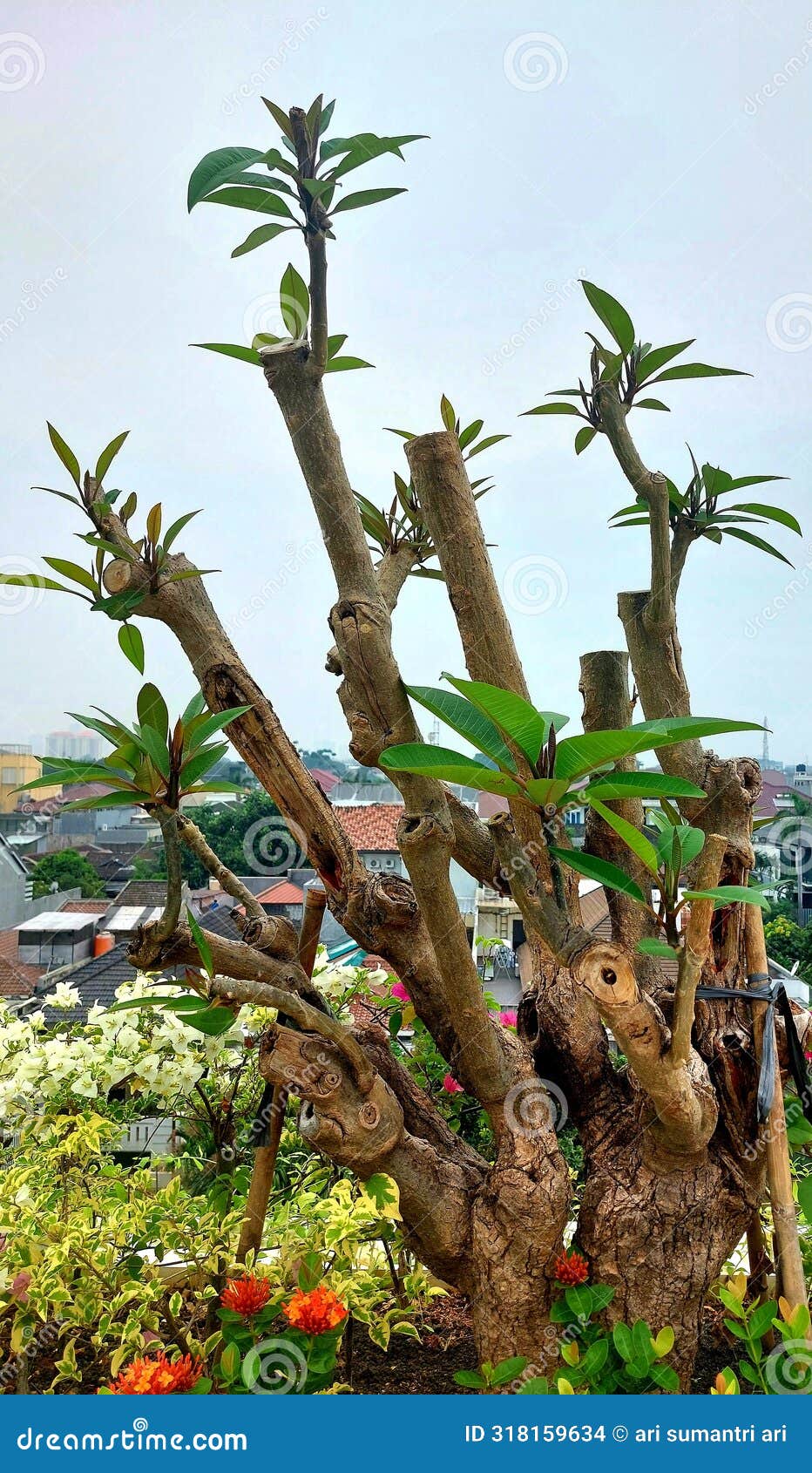 Decorative Tree To Complement the Garden at Home Stock Photo - Image of ...