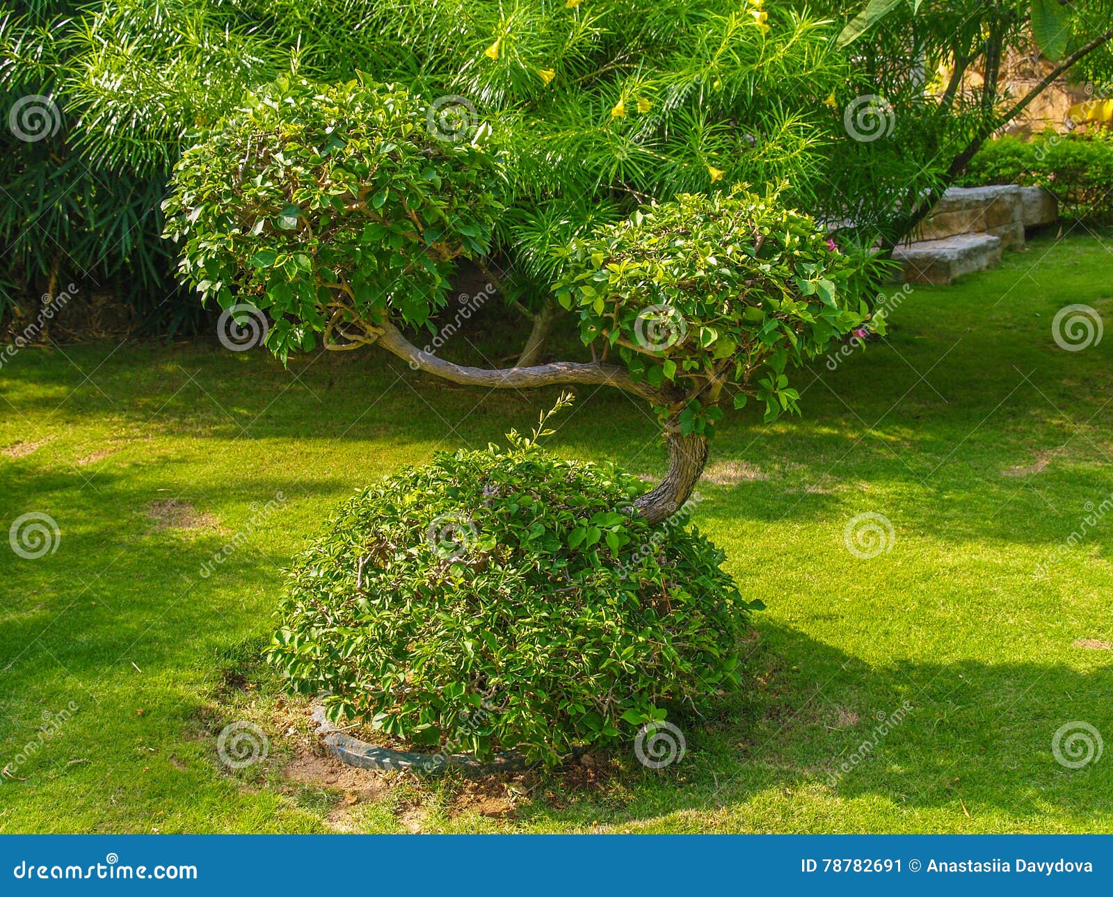 Decorative Tree in Tropics with Round Trim Stock Image - Image of ...