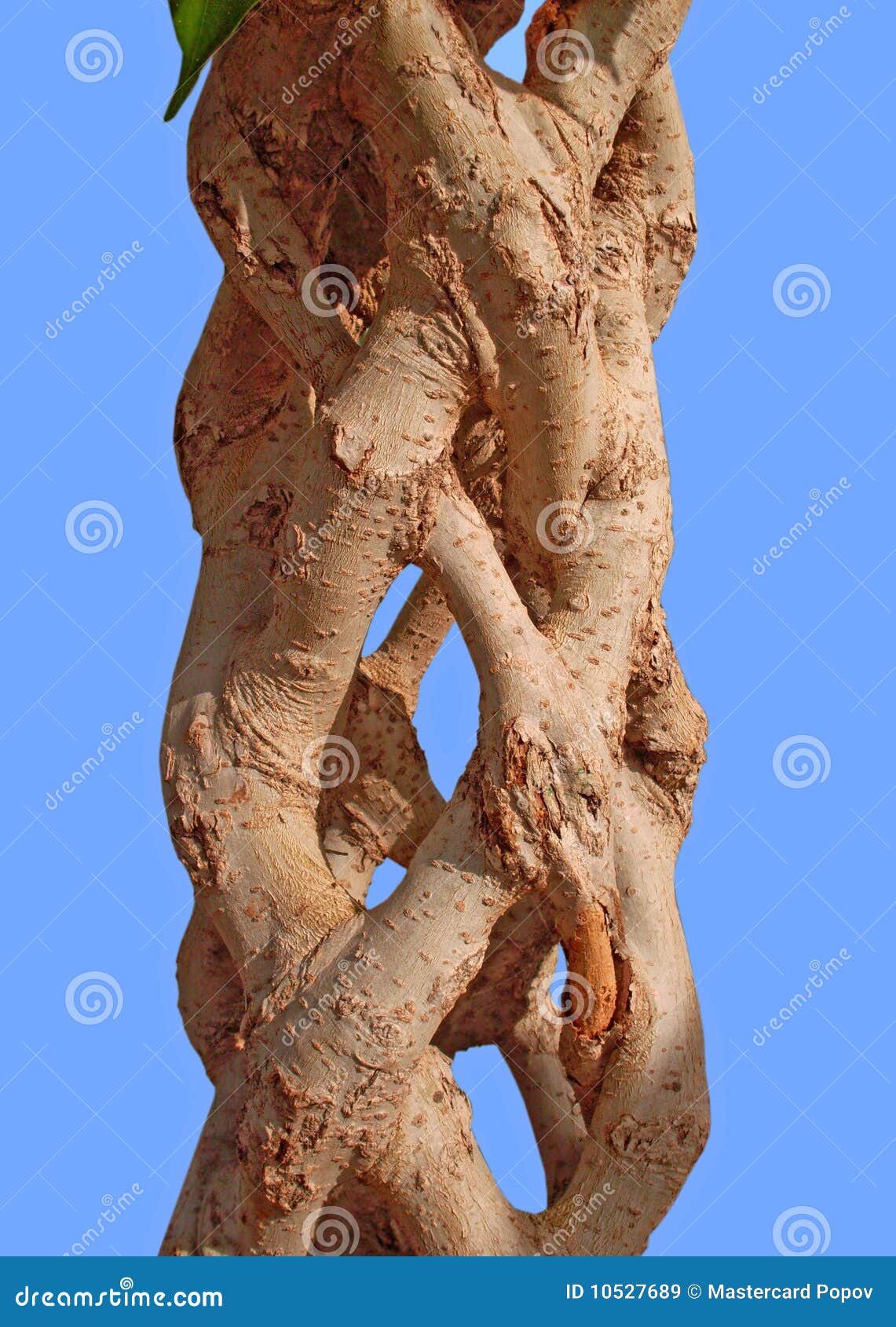 Decorative tree trunk stock image. Image of blue, decorative - 10527689