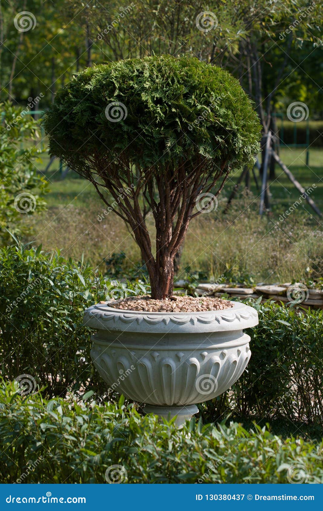 Decorative tree in a vase stock image. Image of bloom - 130380437