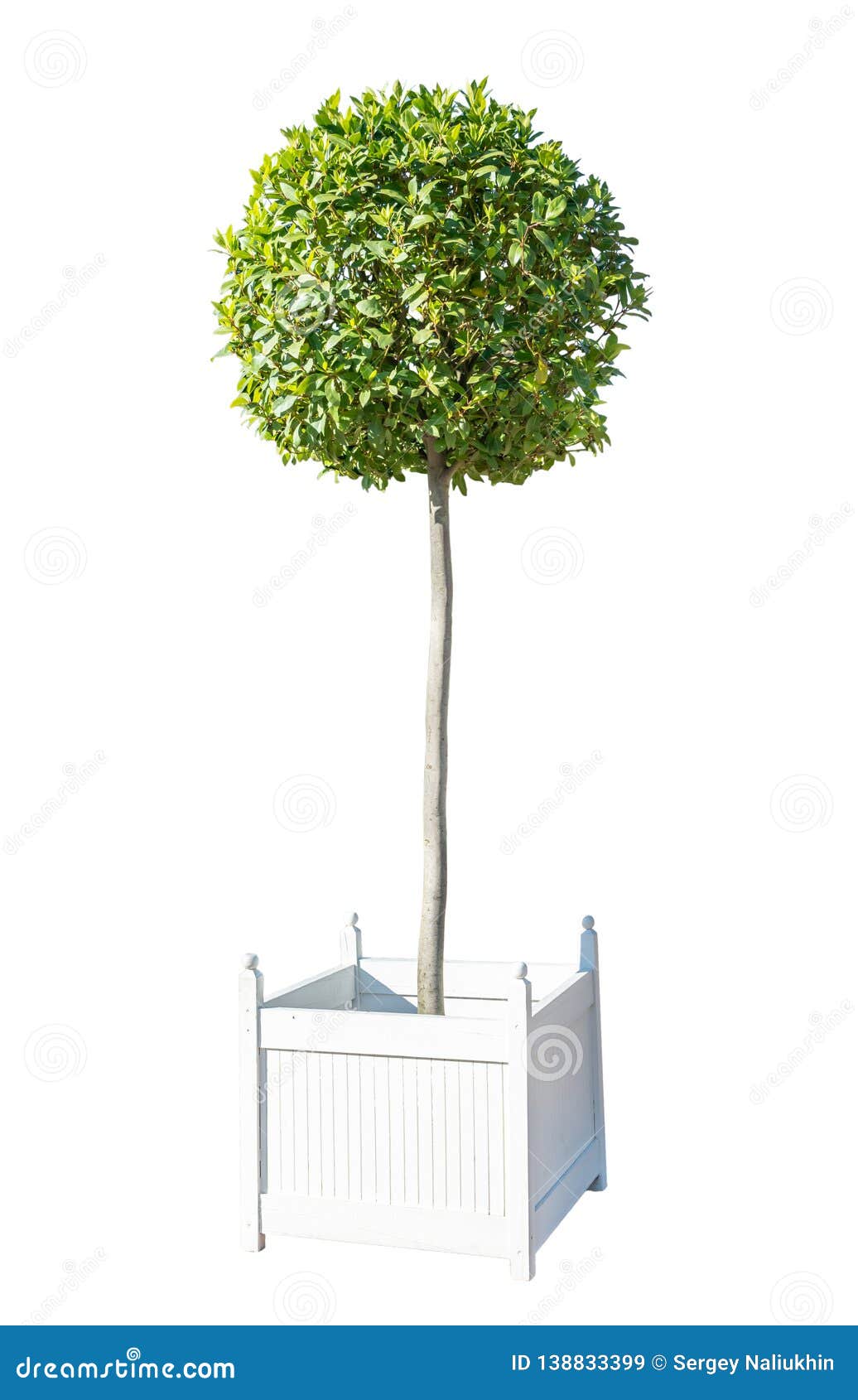 Decorative Tree in White Wooden Box Stock Image - Image of vase, shrub ...