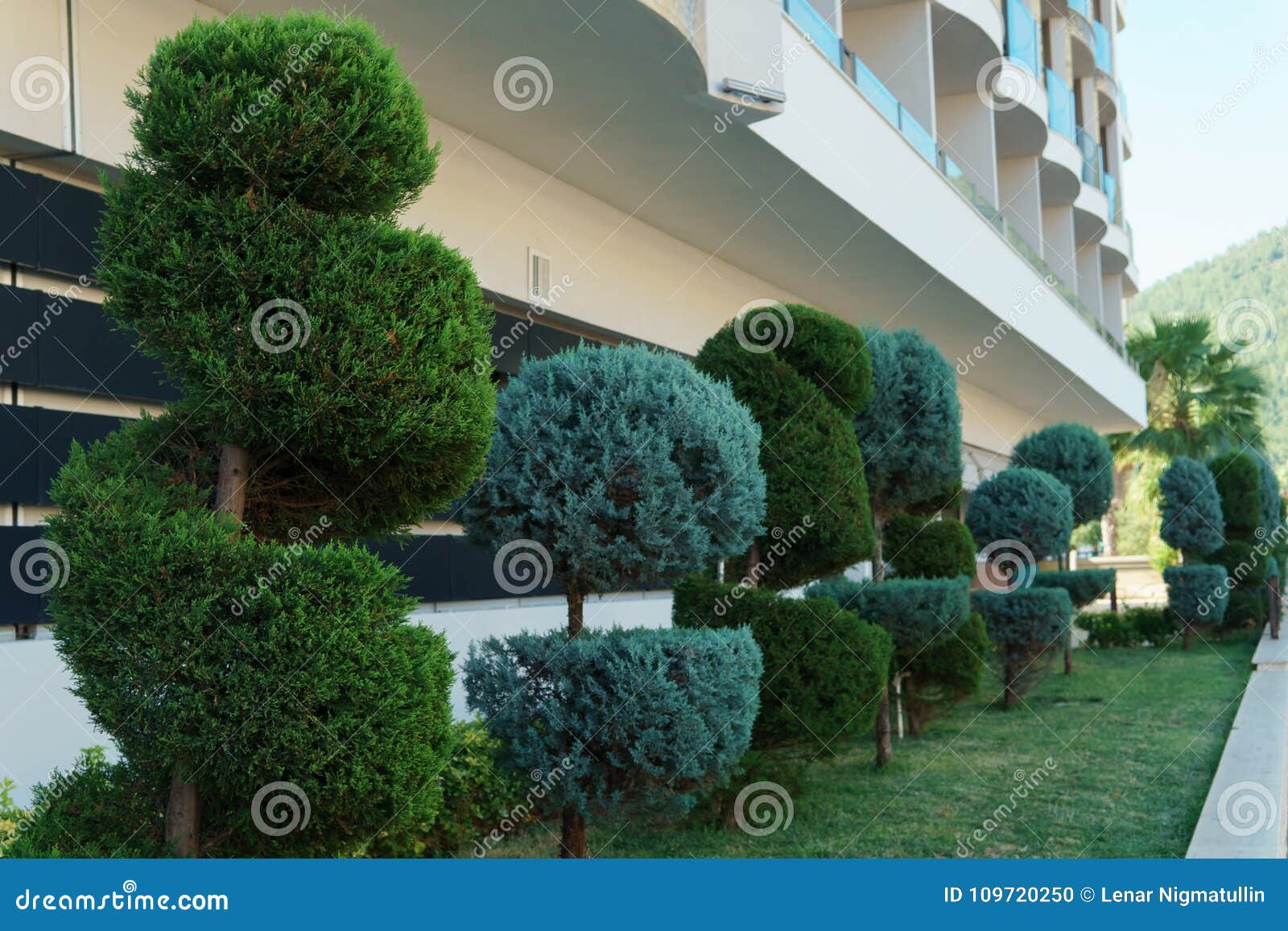Decorative Trees in Front of the New Building Stock Photo - Image of ...