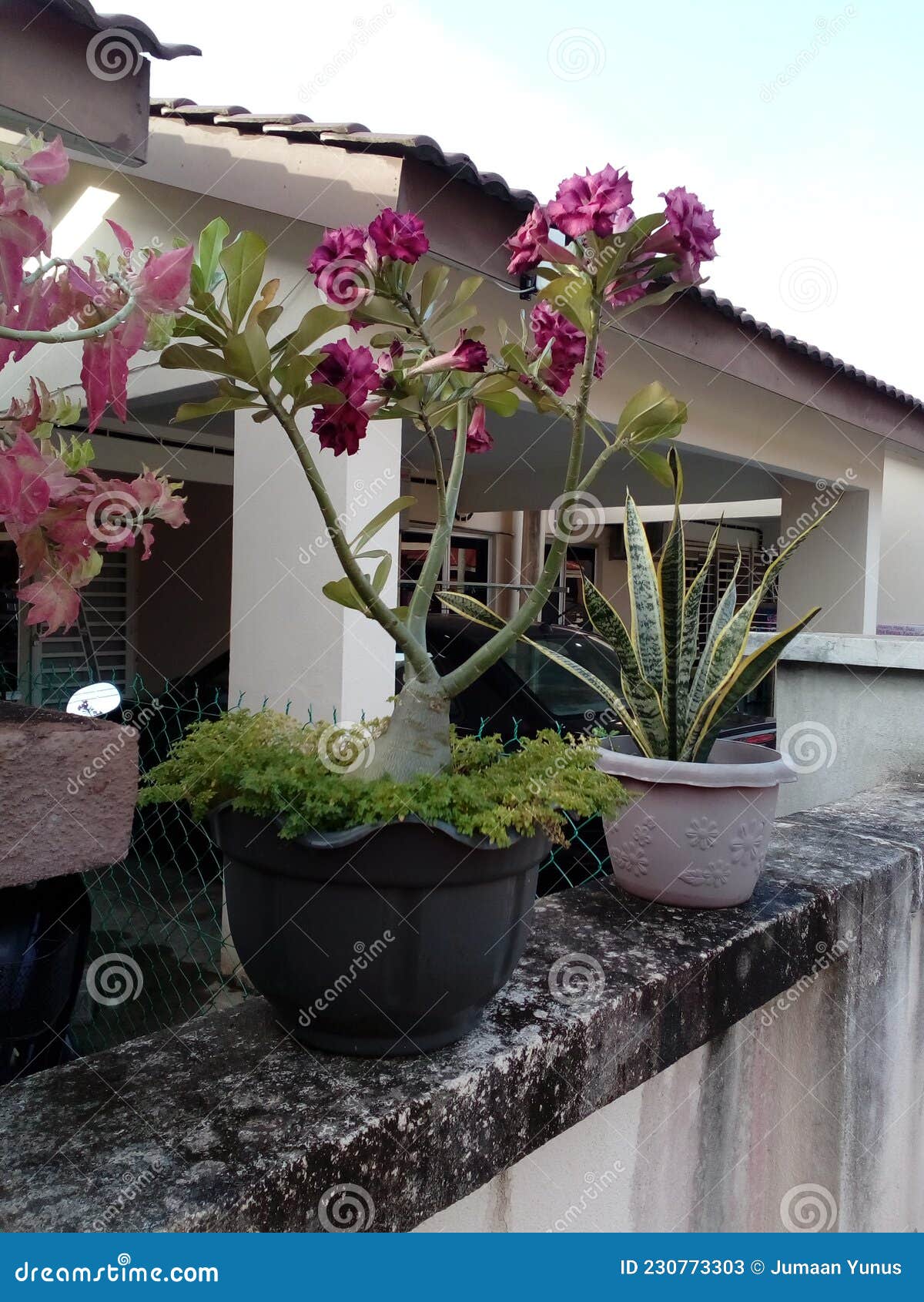 Decorative Trees of Residential Areas Stock Image - Image of ...