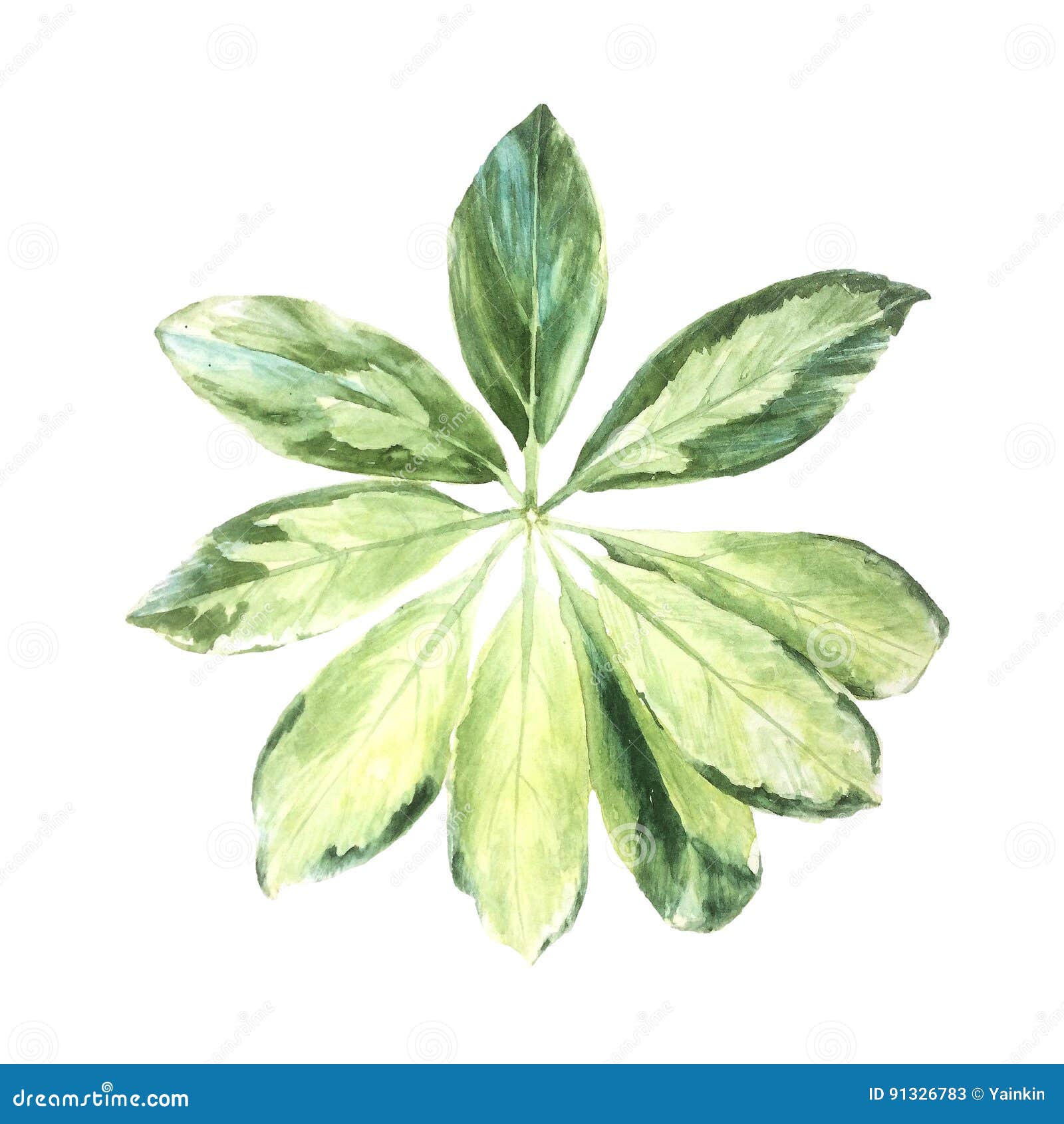 Decorative Tropical Dissected Leaf Isolated on White Stock Image ...