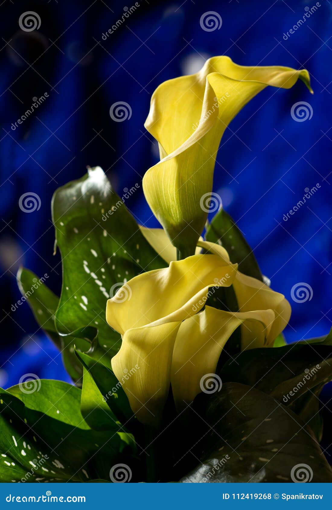 Yellow Calla in a pot stock photo. Image of grow, gardening - 112419268