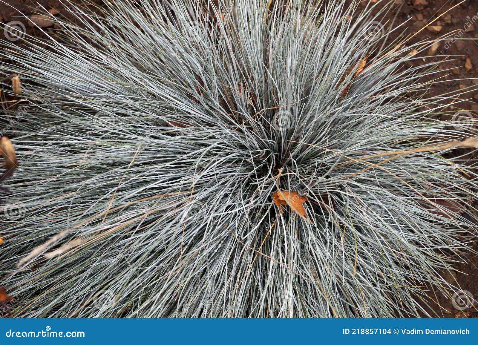 Decorative Variety of Juniper Stock Photo - Image of nature, decoration ...