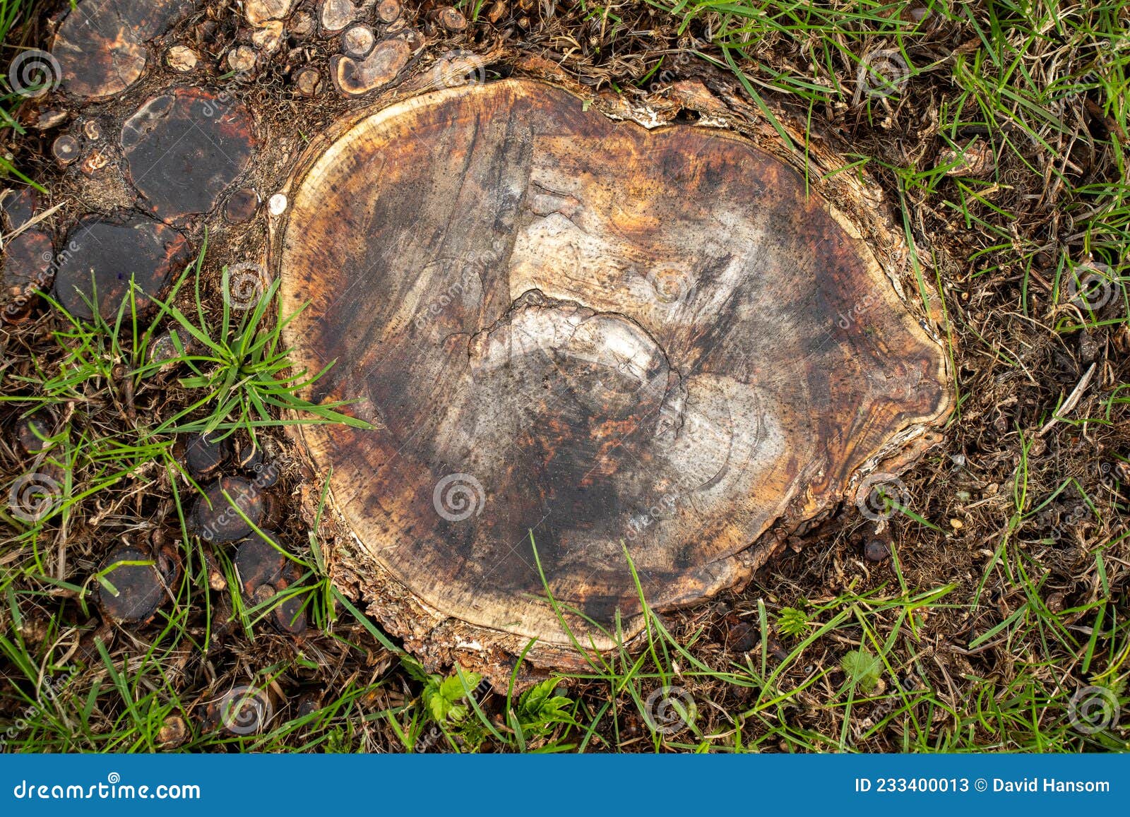 Decorative View of a Tree Stump Stock Image - Image of abstract ...