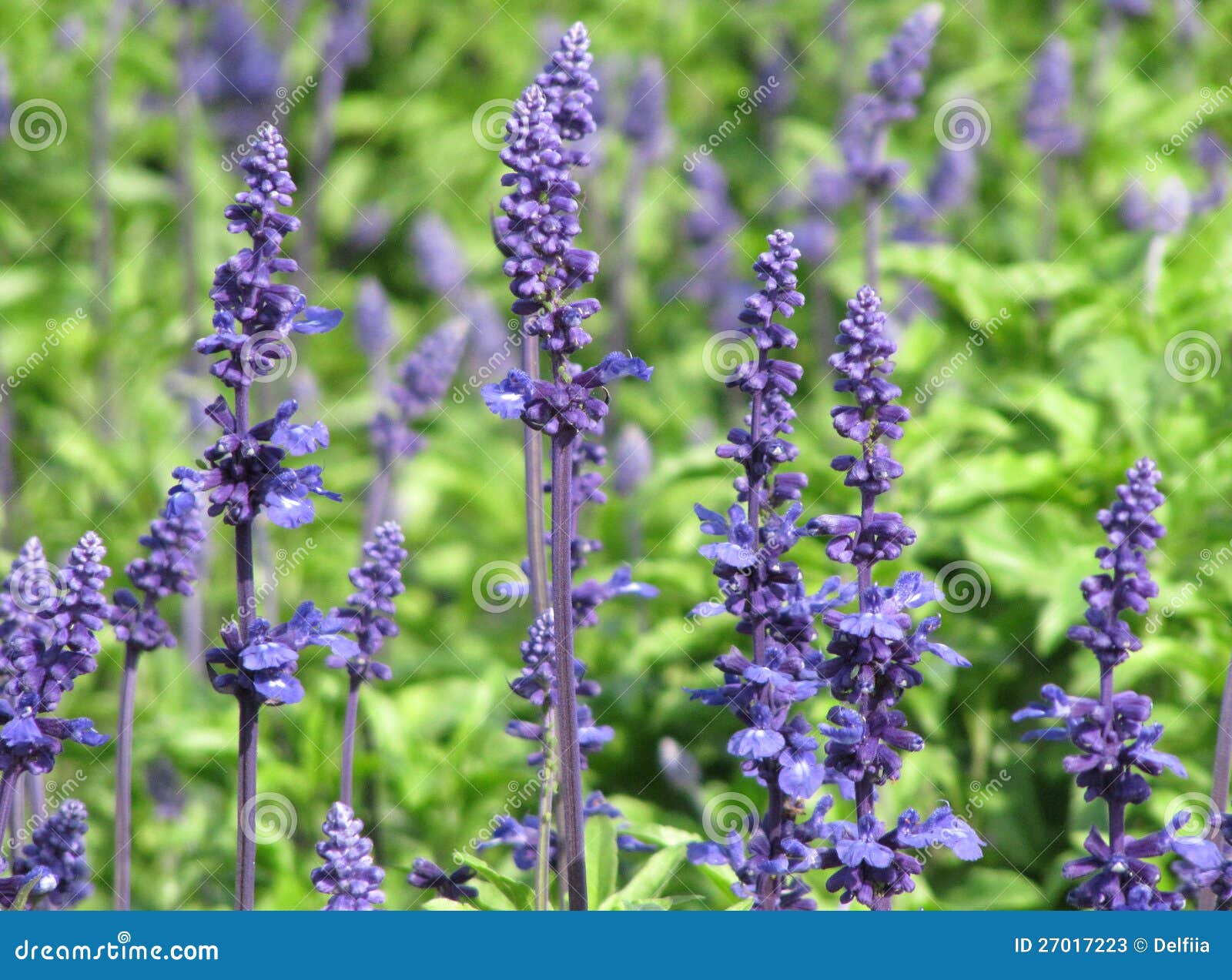 Decorative Violet Flowers in a Garden. Background Stock Image - Image ...