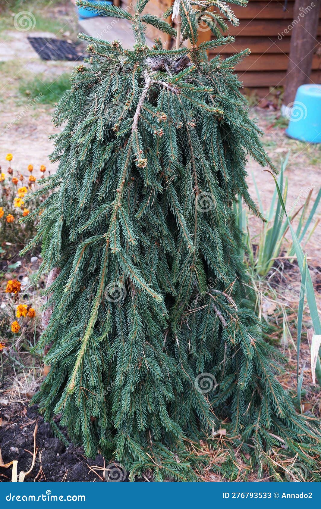 Decorative Weeping Fir Tree in the Garden Close-up Stock Image - Image ...