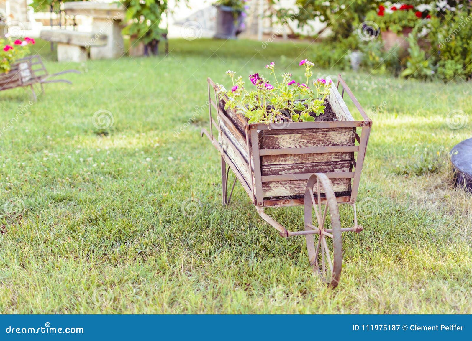 Decorative Wheelbarrow in a Garden with Flower Inside. Stock Image ...