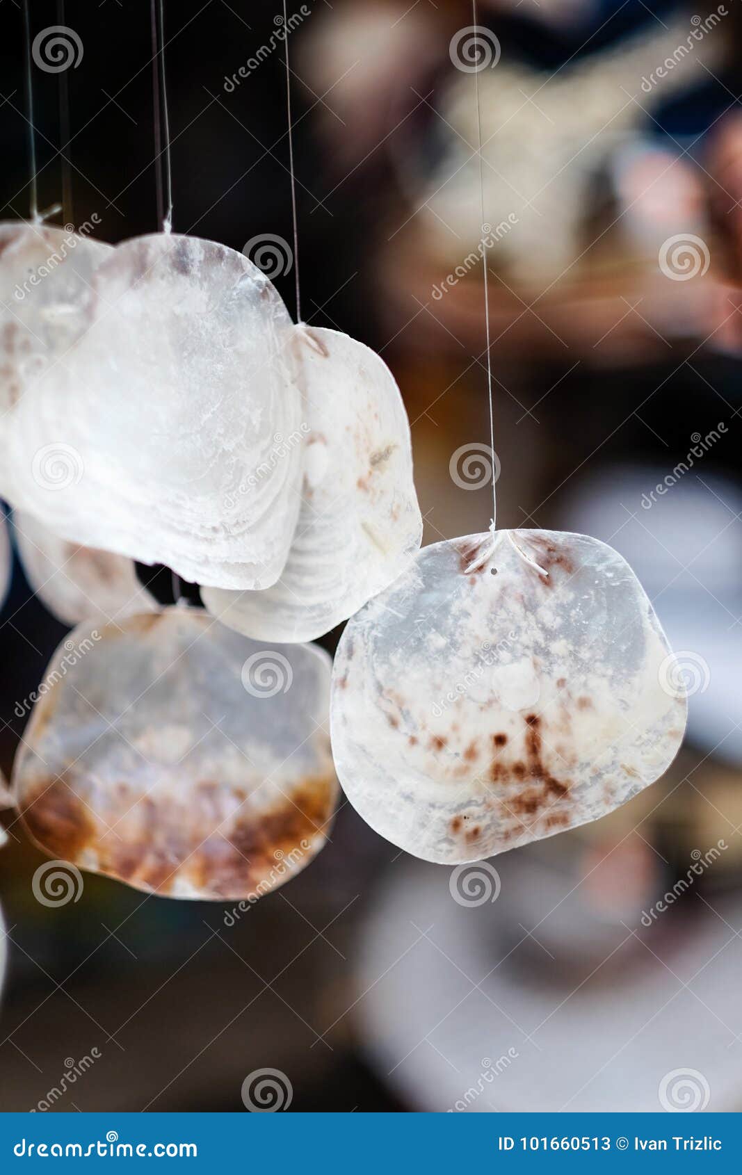 Decorative White Abalone Shells. Handmade Abalone Shell for Decoration ...