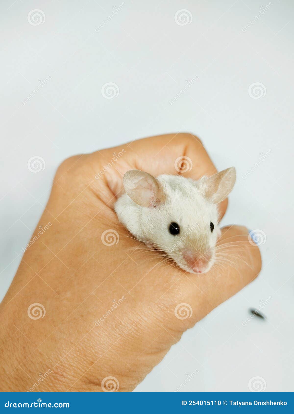 Decorative White Mouse in a Man& X27;s Hand on a White Background Stock ...