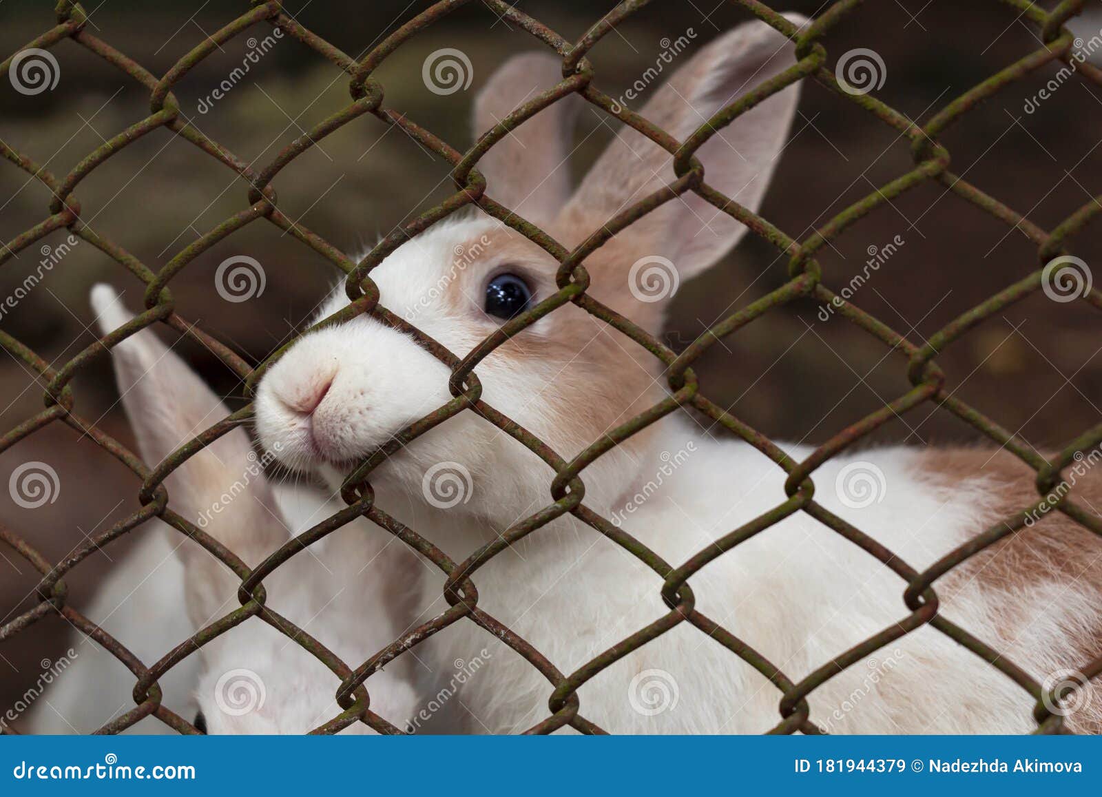 A Decorative White Rabbit in a Cage with Blue Eyes, Zoo Stock Image ...