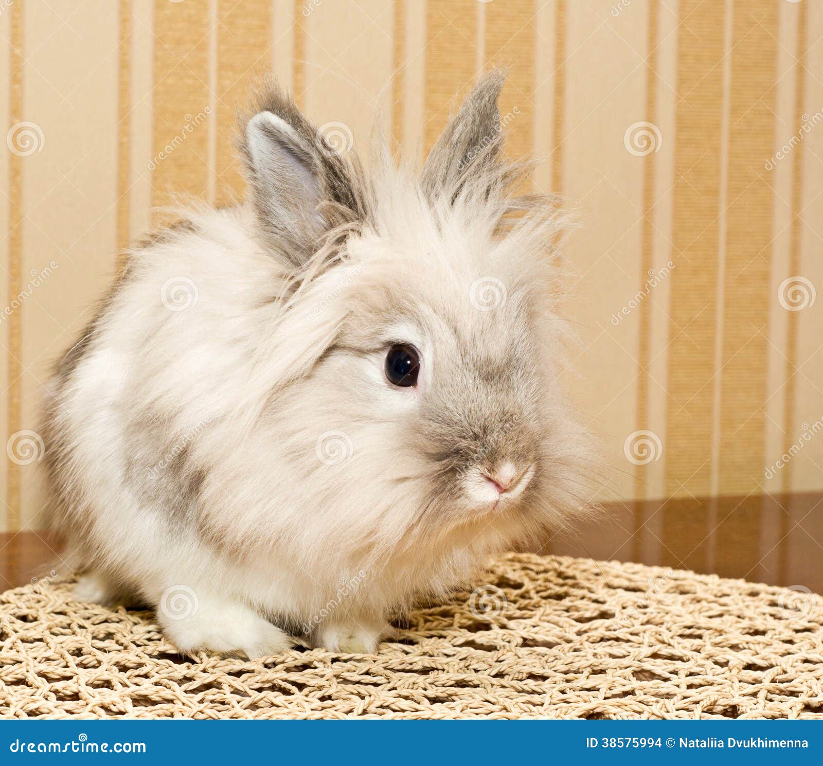 Decorative white Rabbit stock photo. Image of good, background - 38575994