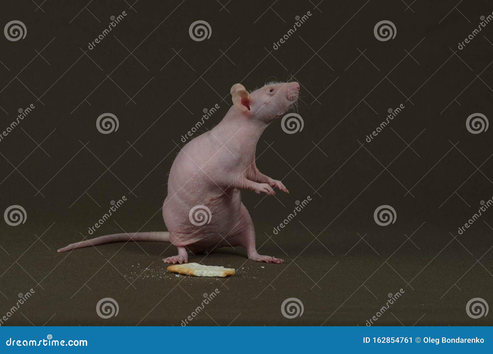 Decorative White Rat Eating a Cookie Stock Image - Image of decorative ...