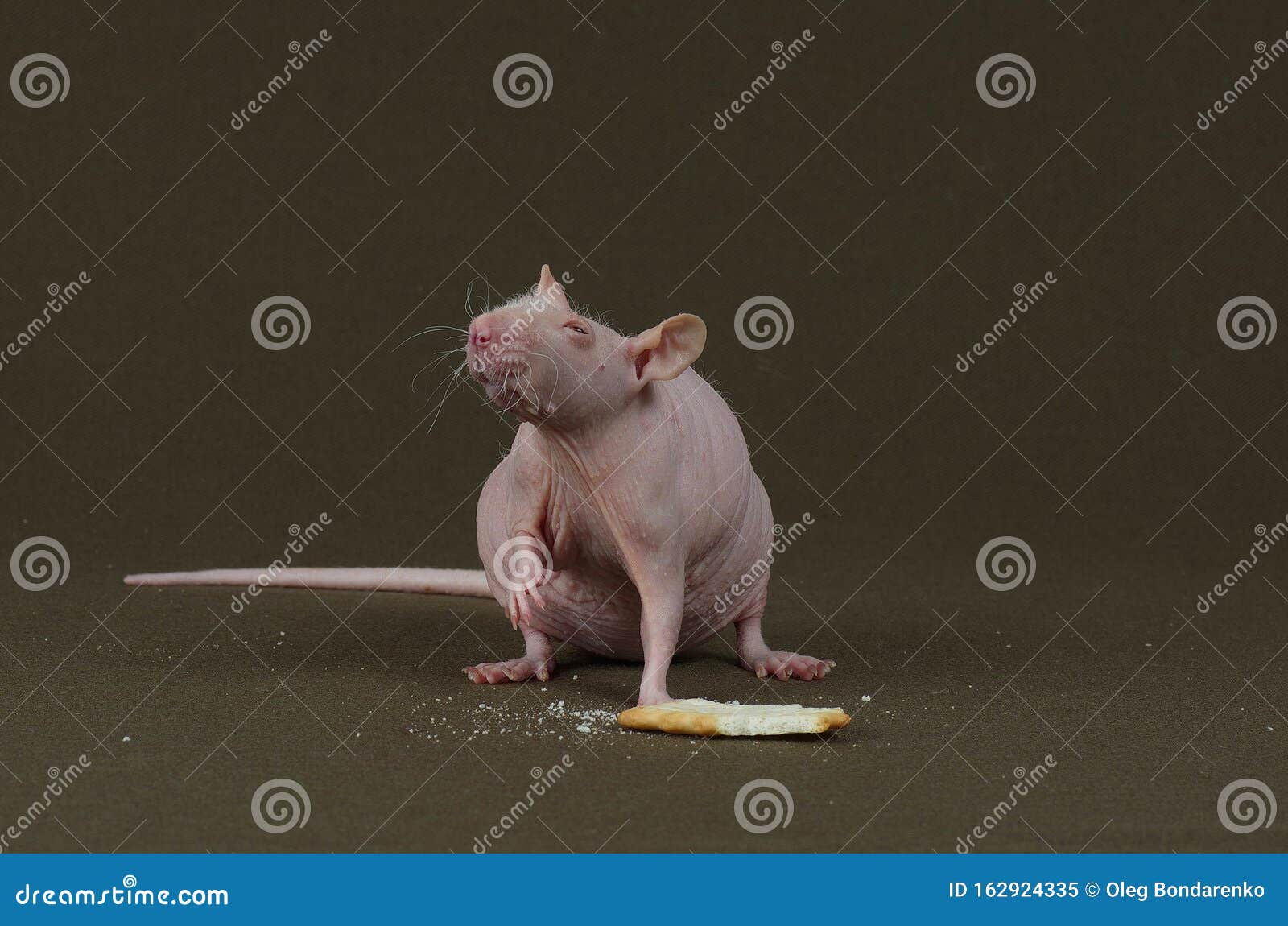 Decorative White Rat Eating a Cookie Stock Image - Image of homemade ...