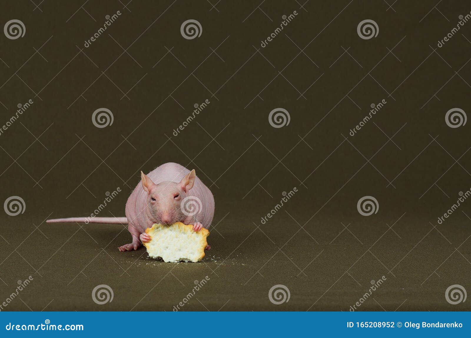 Decorative White Rat Eating a Cookie Stock Photo - Image of domestic ...