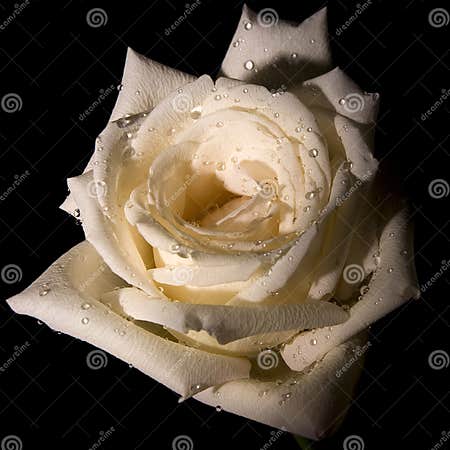 Decorative white rose stock photo. Image of black, blossom - 7357724