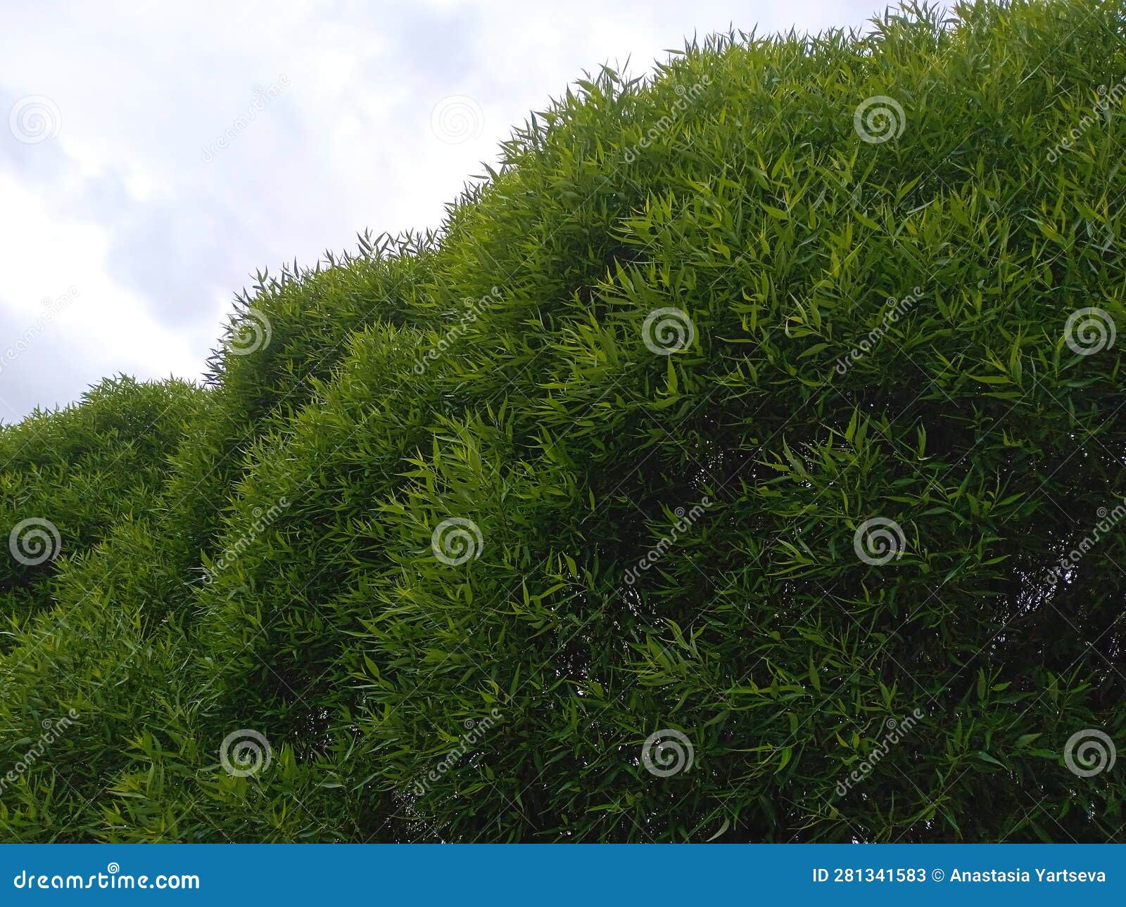 Decorative Willow with Sharp Leaves. the Spherical Crown of the Tree ...