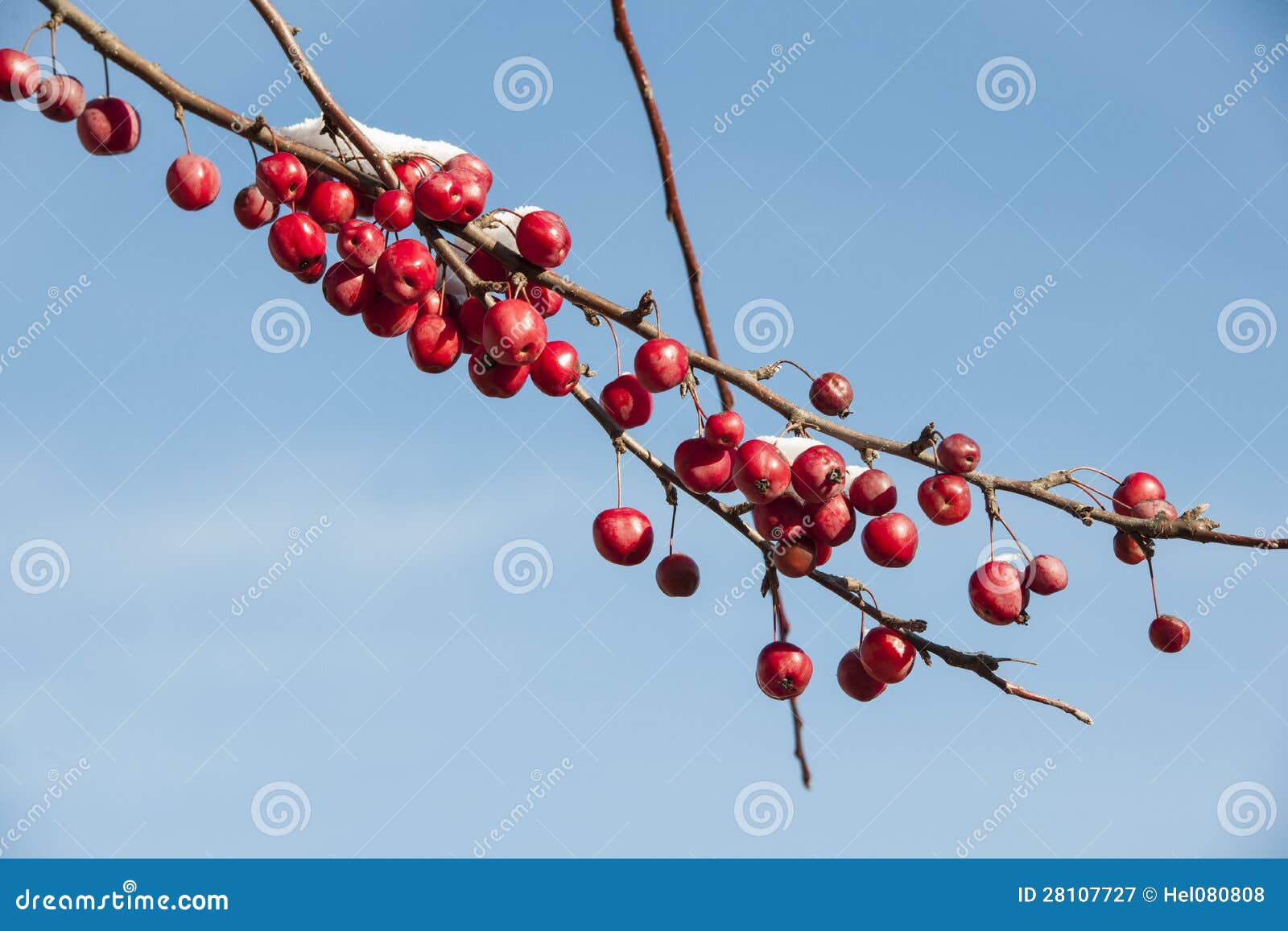 Decorative winter apples stock image. Image of decoration - 28107727