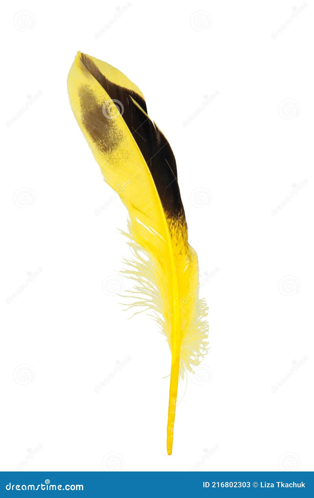 Decorative Yellow Feather Isolated on the White Background Stock Image ...