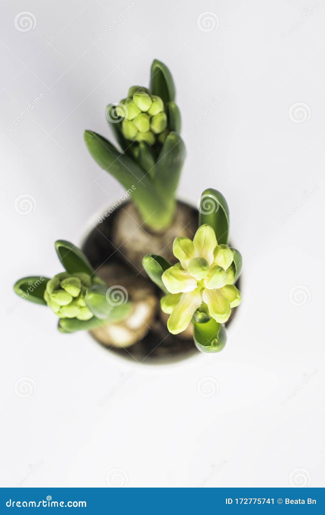 Decorative Yellow Hyacinth, Top View Stock Image - Image of beauty ...