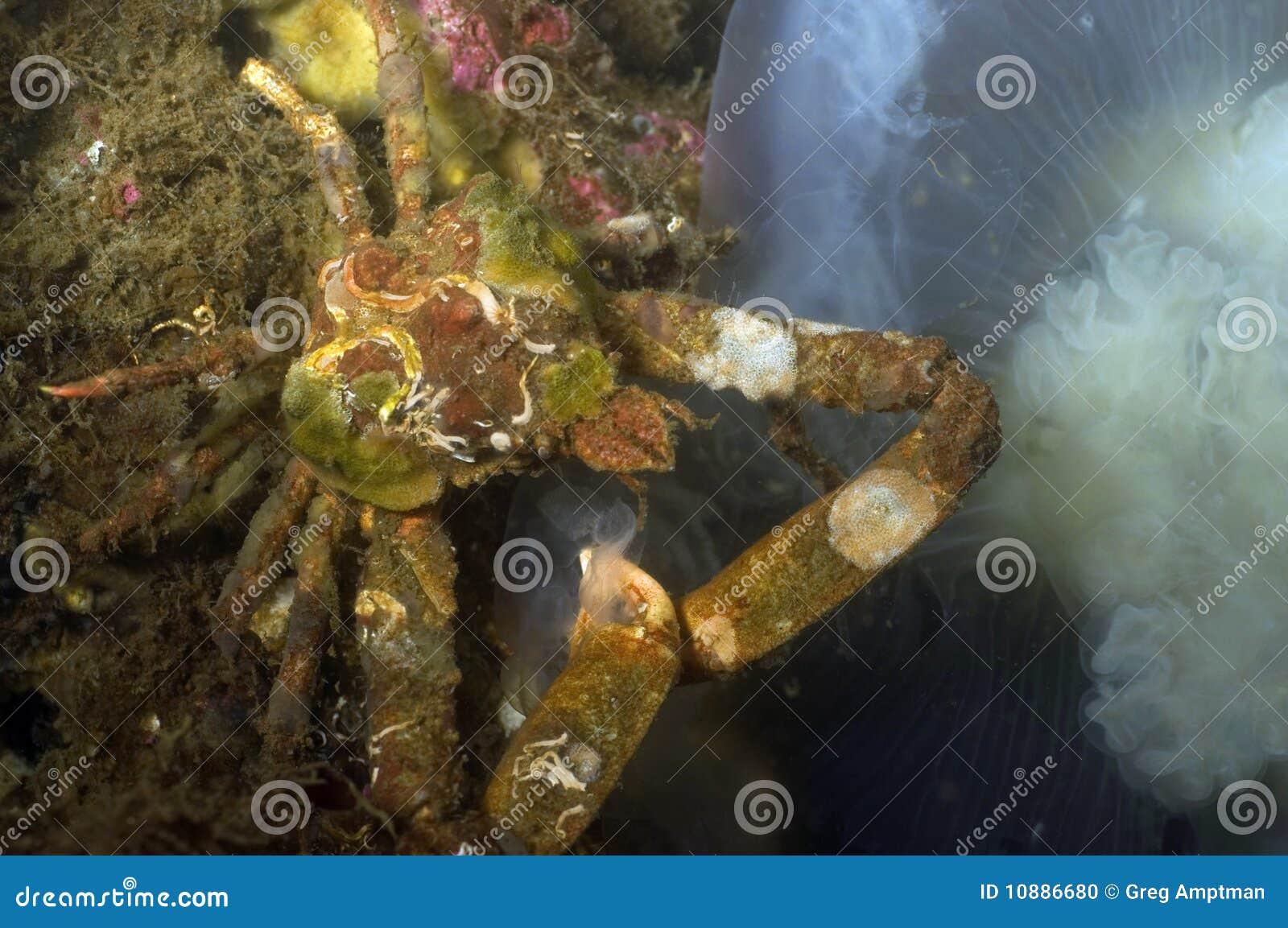 Decorator Crab stock photo. Image of macro, ocean, coastal - 10886680