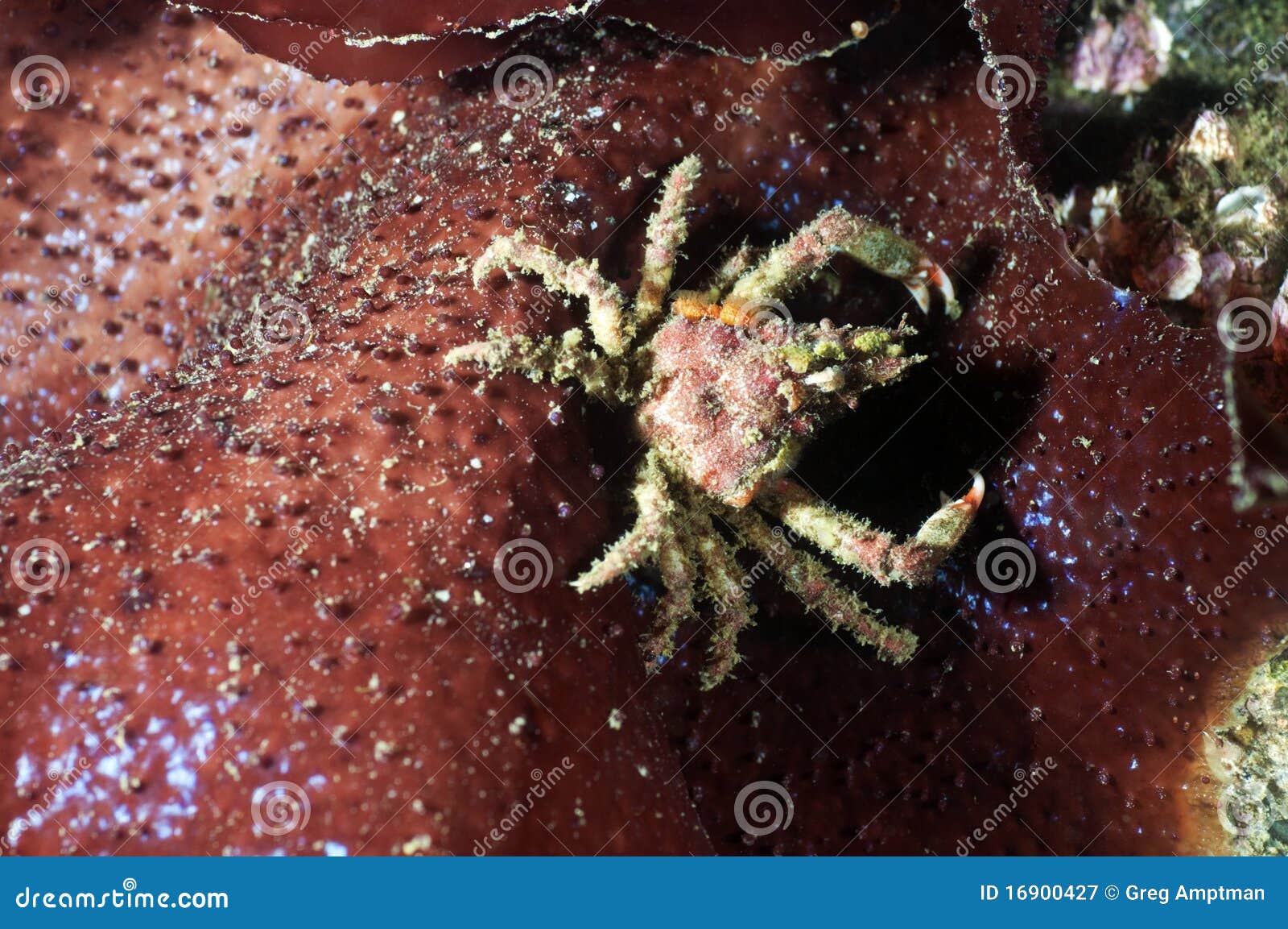 Decorator Crab stock image. Image of wilderness, crab - 16900427