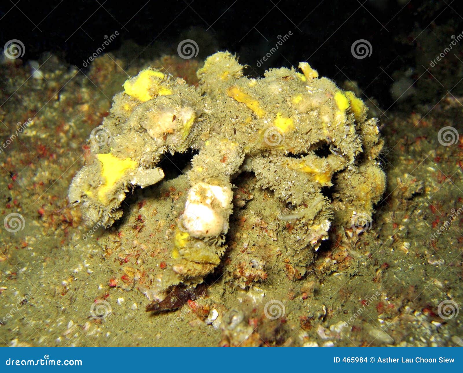 Decorator Crab stock photo. Image of unique, camouflage - 465984