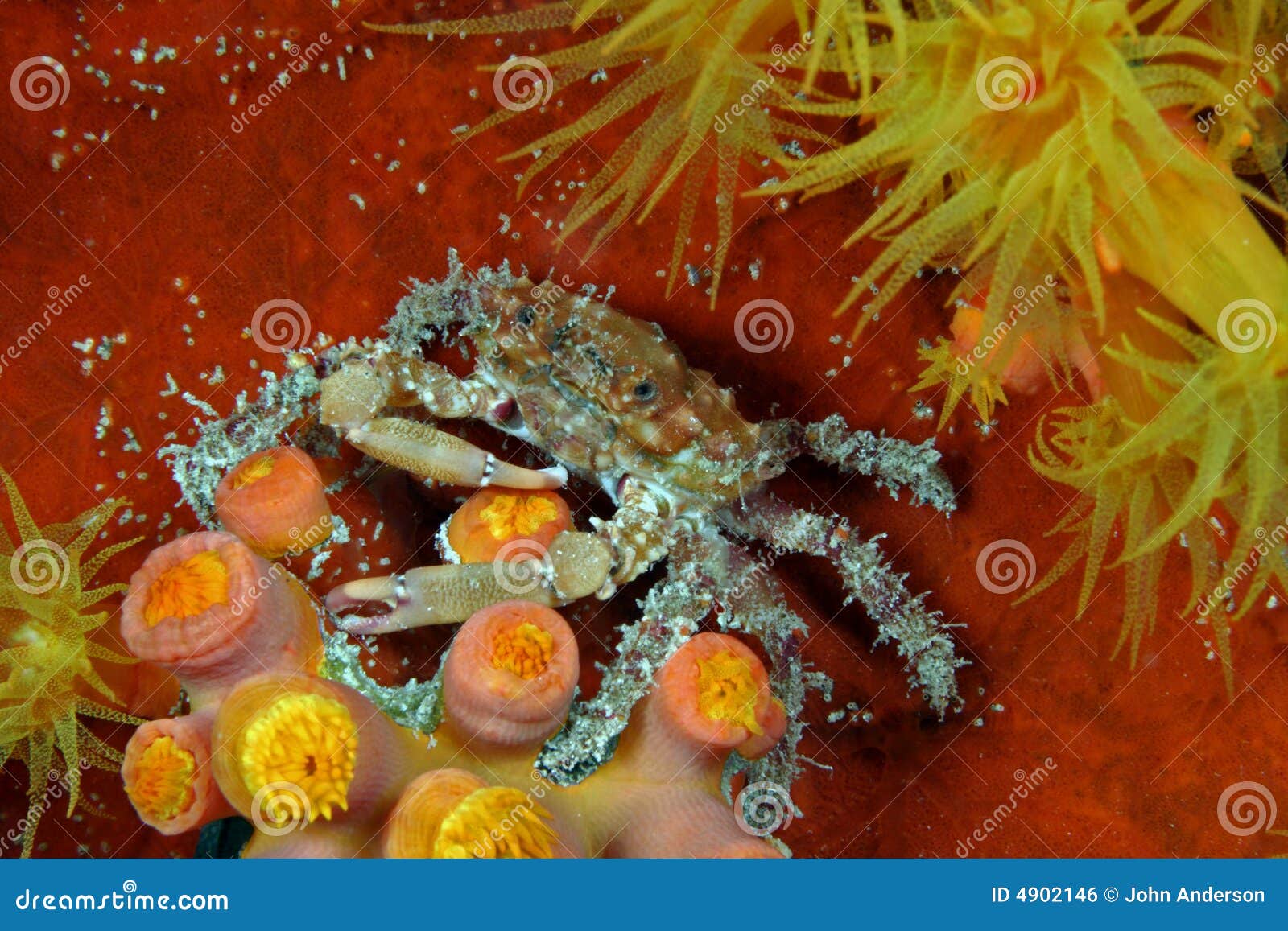 Decorator Crab stock photo. Image of decorator, bonaire - 4902146