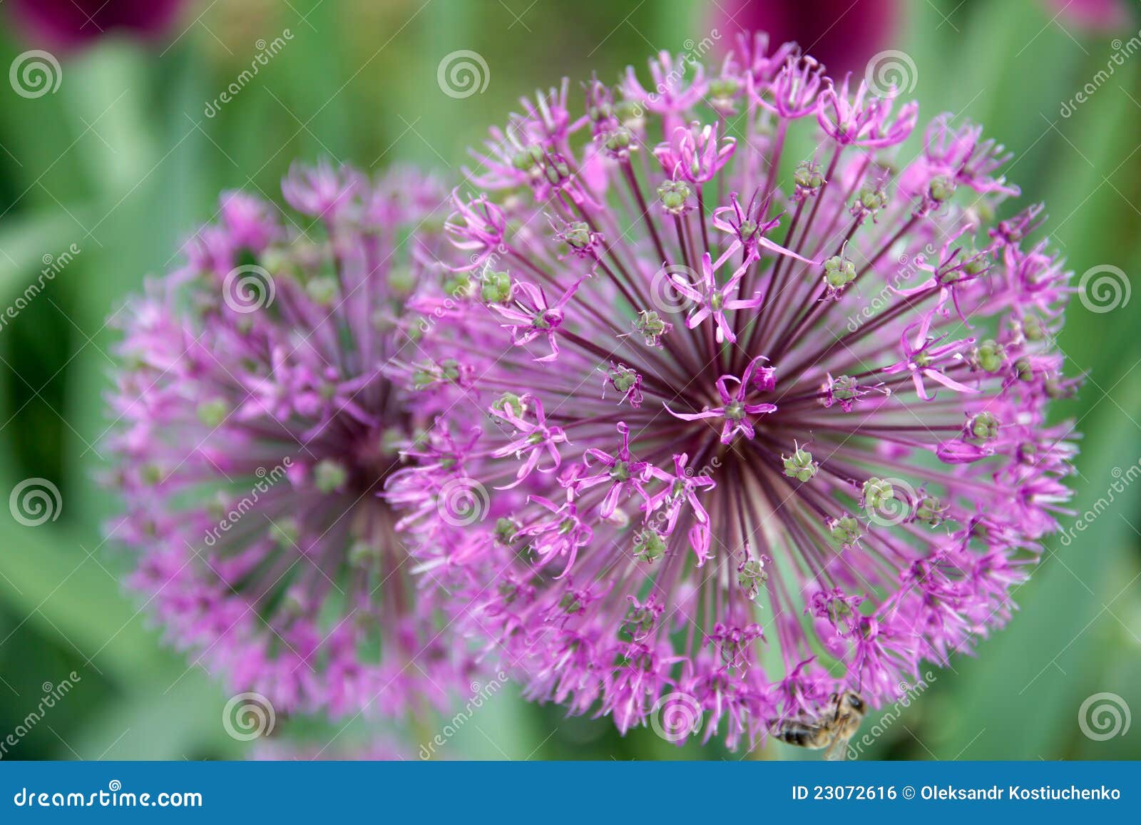 Decorazione Del Fiore Della Cipolla Fotografia Stock - Immagine di ...