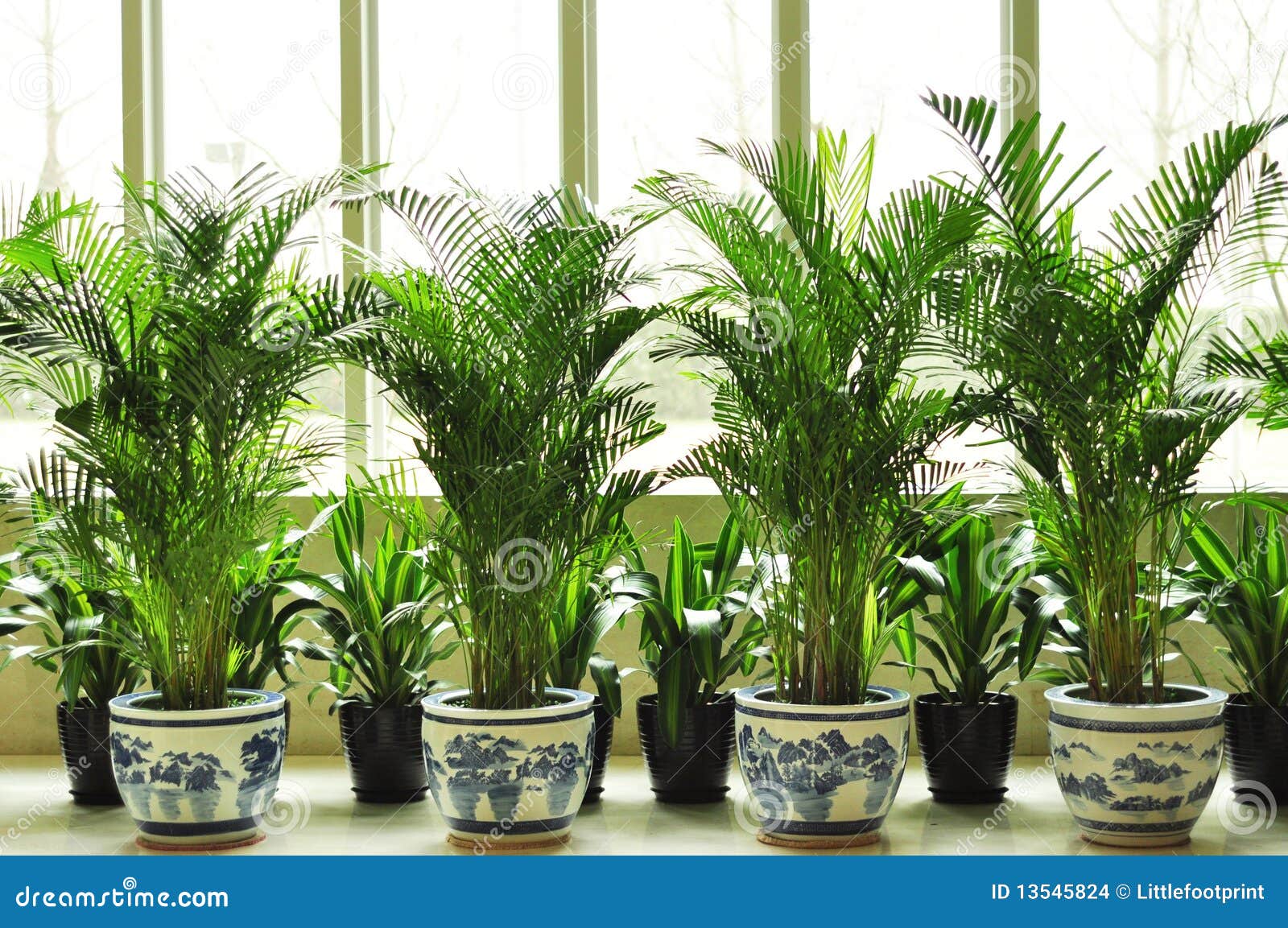 Decorazione Della Pianta Verde Fotografia Stock - Immagine di giardino ...