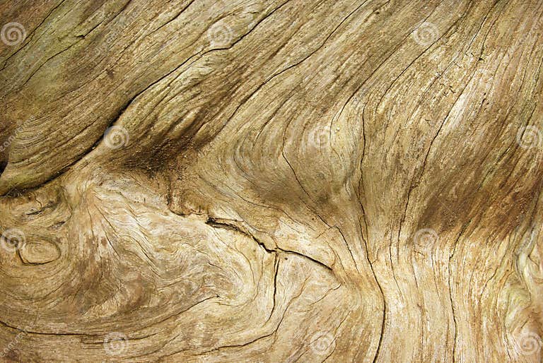 Decorticated trunk stock photo. Image of brown, texture - 37225490