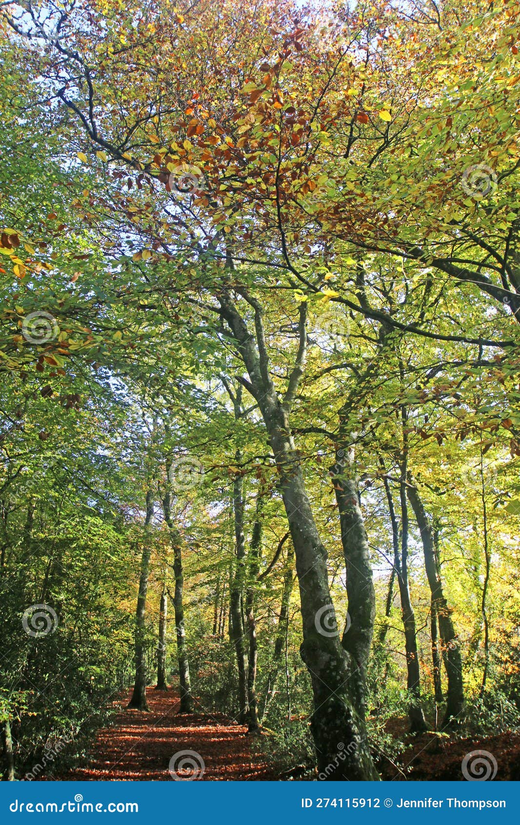 Decoy Country Park, Devon in Autumn Stock Photo - Image of devon ...