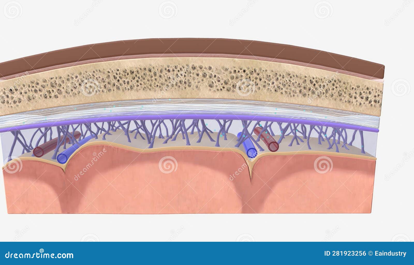 Intracranial Pressure And Cerebral Haemodynamics, The Monro-Kellie ...