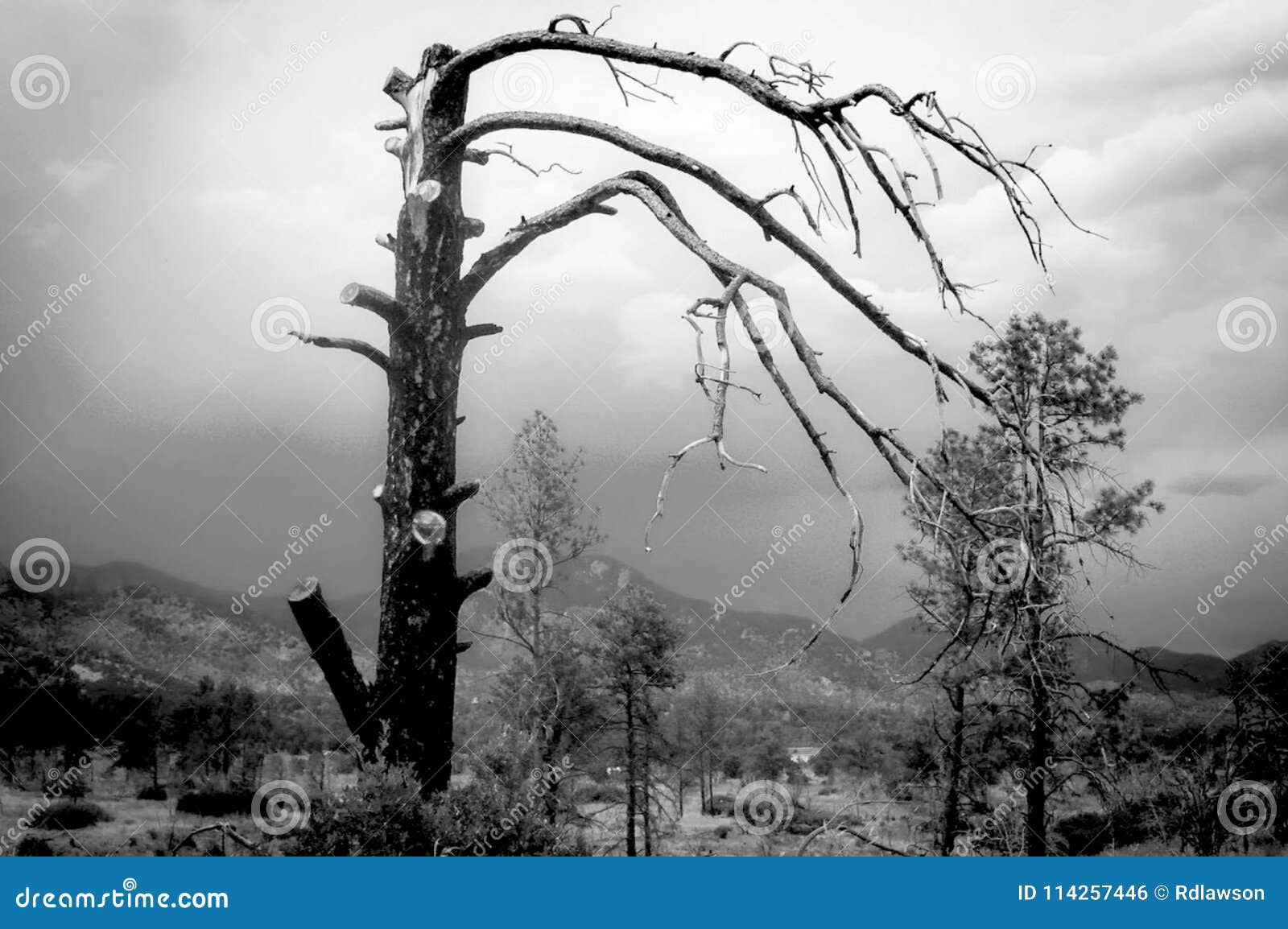 Decrepit Bare Tree on High Desert Plain Stock Photo - Image of bare ...