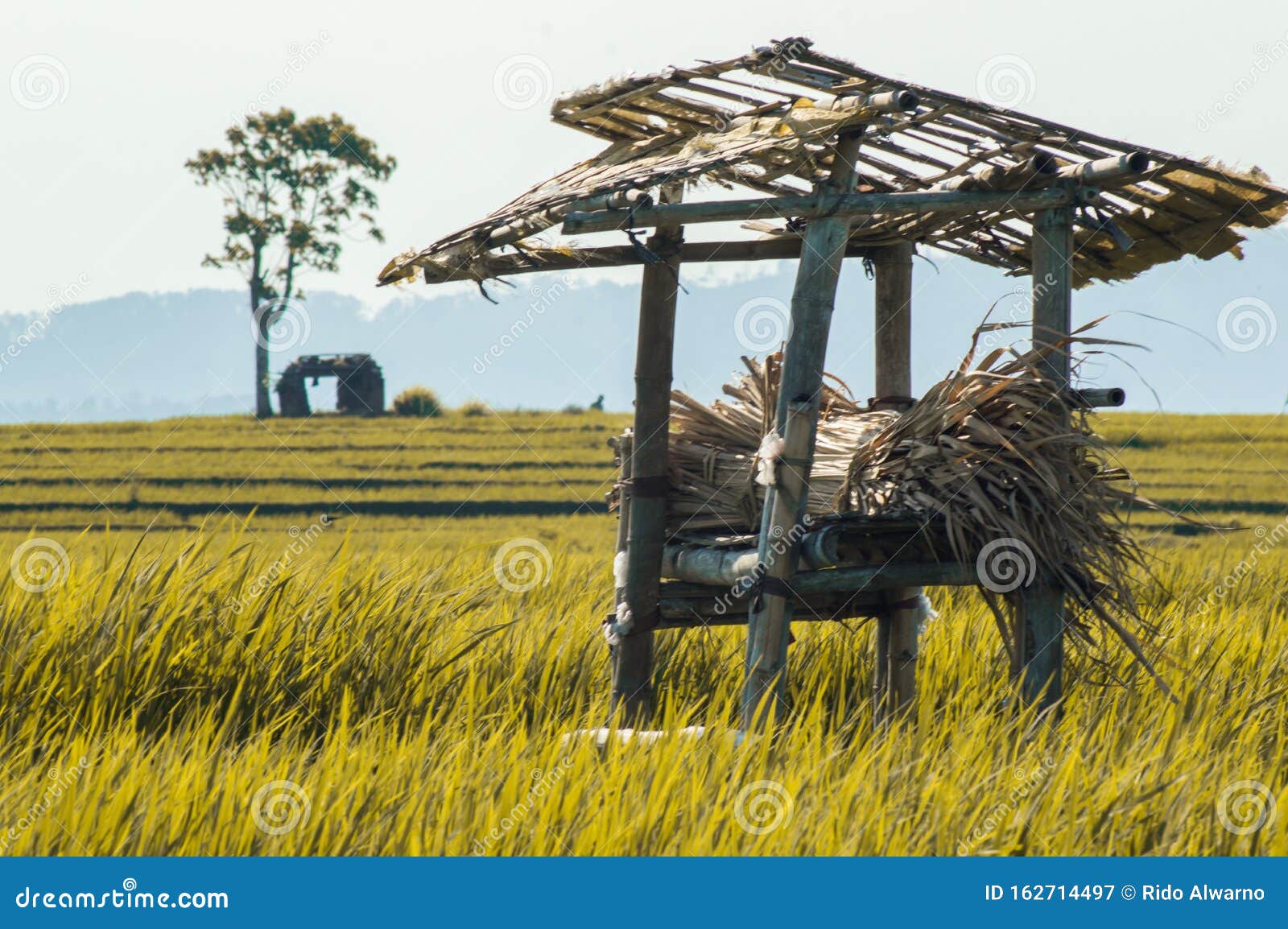 Decrepit Shack in the Middle of Rice Fields Stock Image - Image of rice ...
