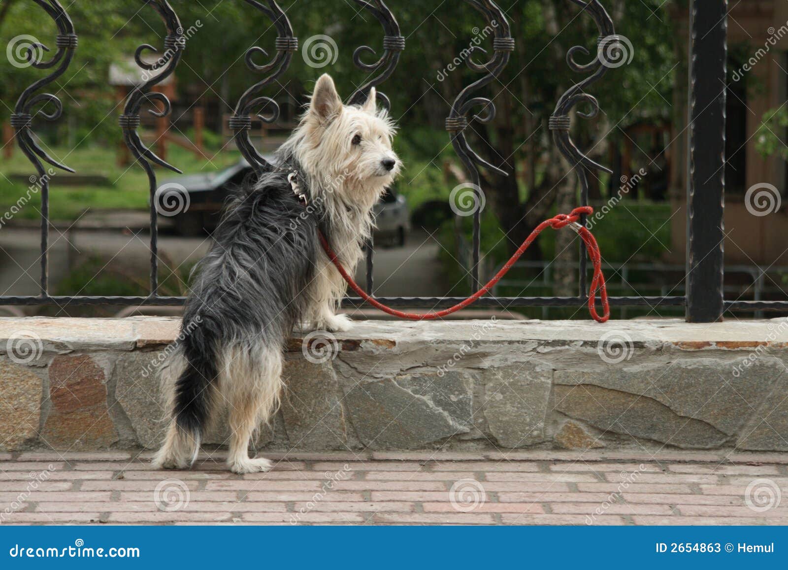 Dedicated dog stock image. Image of nature, faithfulness - 2654863