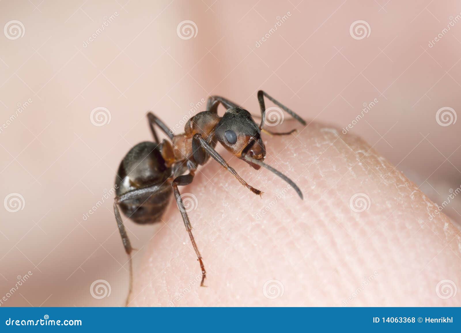 Dedo Cortante Da Formiga Irritada. Foto de Stock - Imagem de extremo ...