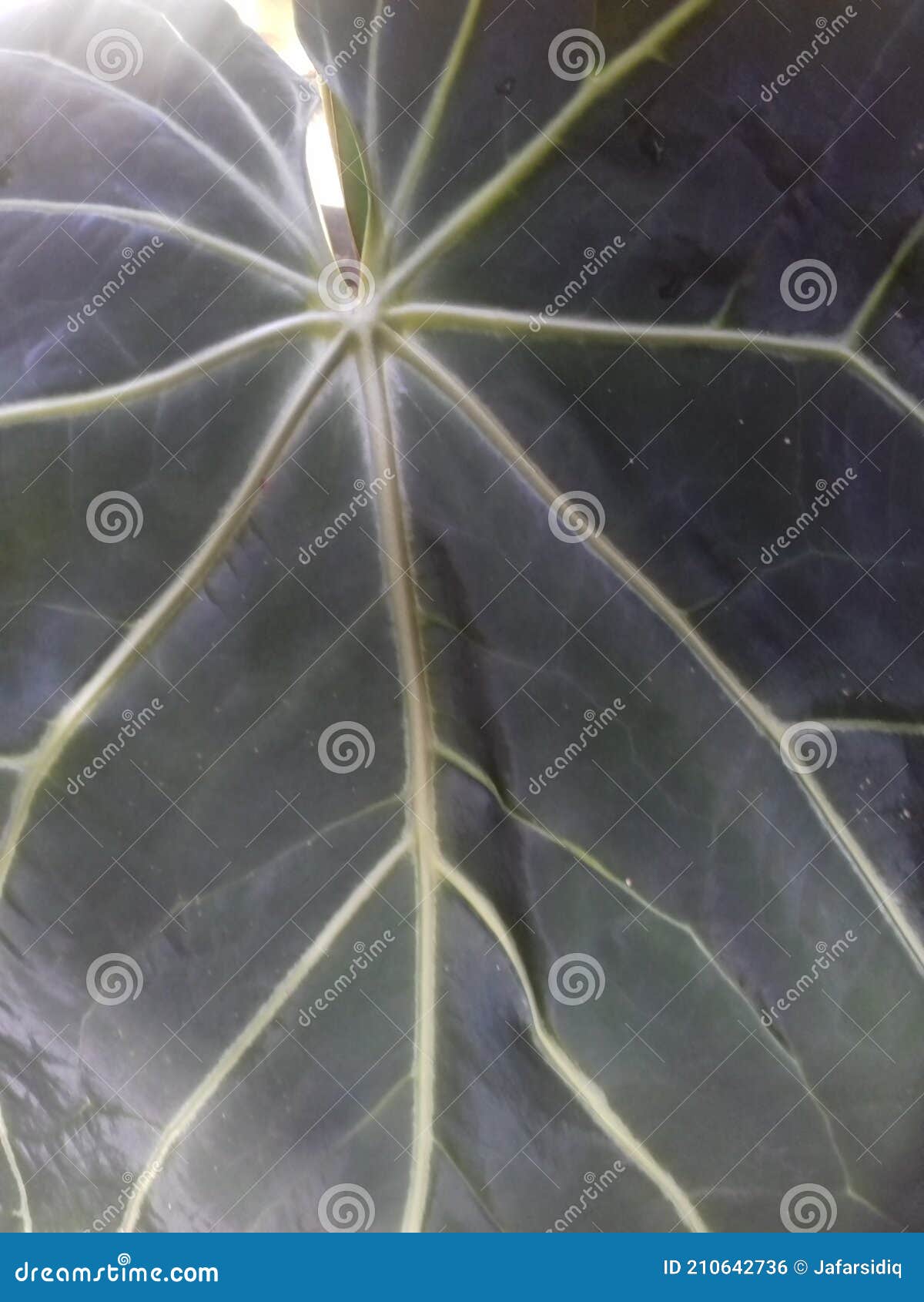 Dedos hoja ancha foto de archivo. Imagen de pétalo, invertebrado ...