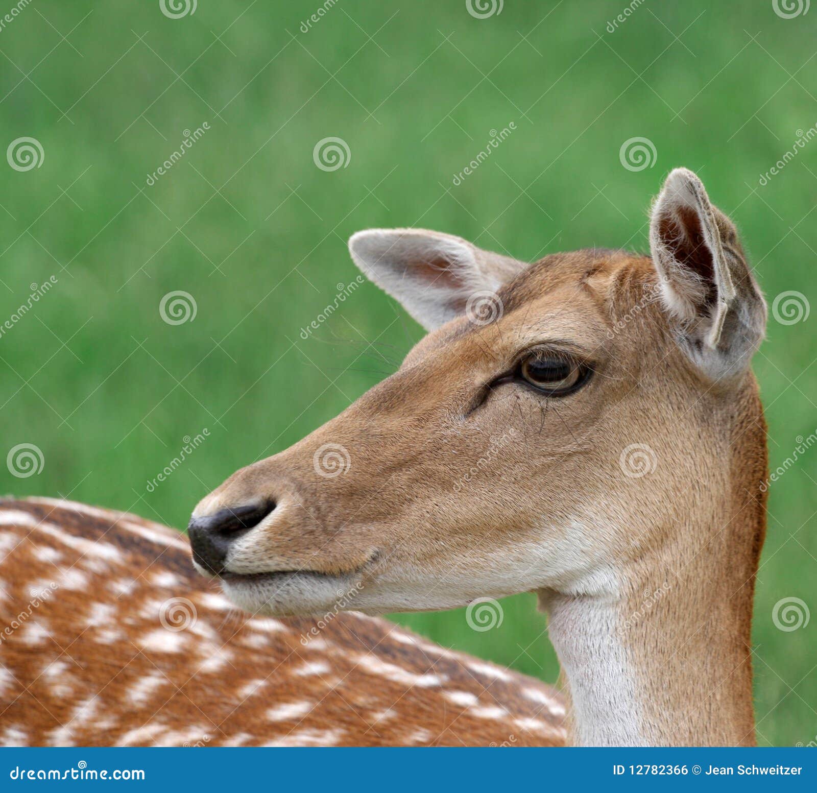 Deeer stock photo. Image of ruminant, head, watch, nature - 12782366