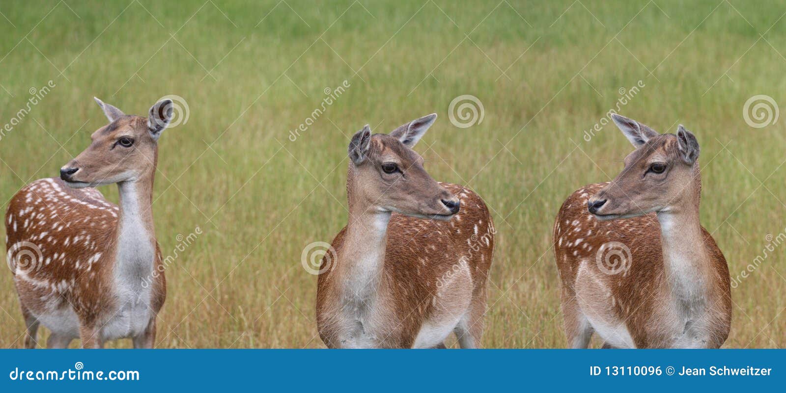 Deeer stock photo. Image of cute, animals, animal, pasture - 13110096