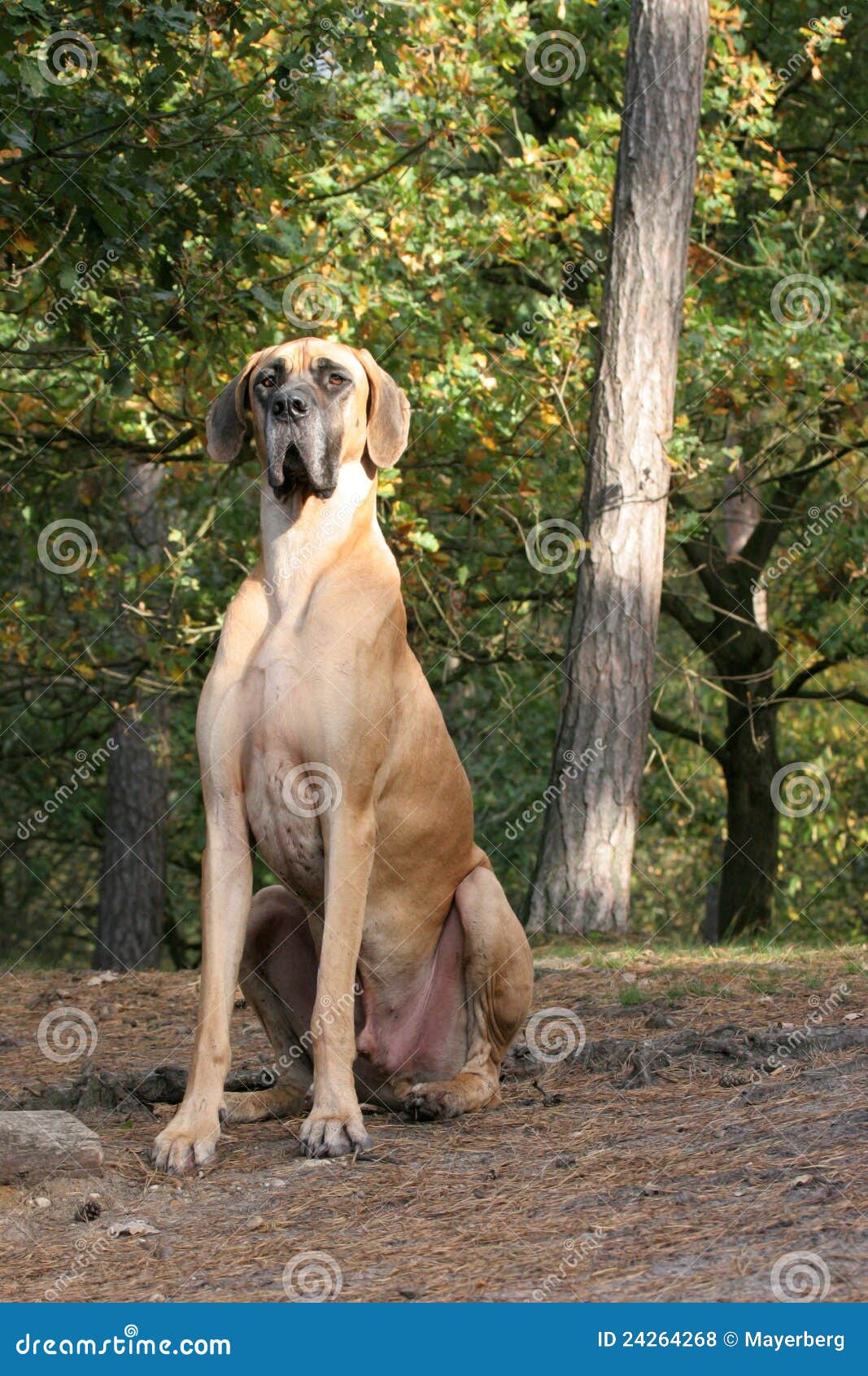Deense hond stock foto. Image of achtergrond, vriend - 24264268