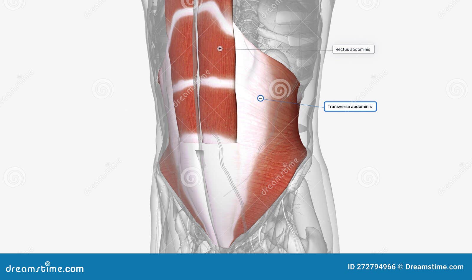The Deep Abdominal Muscles Include the Transverse Abdominis and the ...