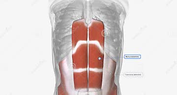 The Deep Abdominal Muscles Include the Transverse Abdominis and the ...