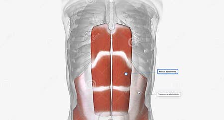 The Deep Abdominal Muscles Include the Transverse Abdominis and the ...