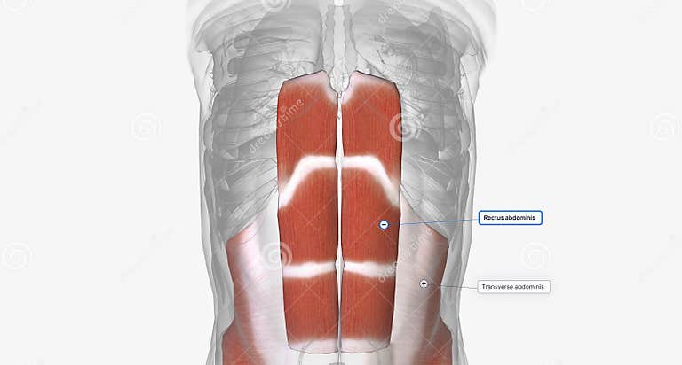 The Deep Abdominal Muscles Include the Transverse Abdominis and the ...